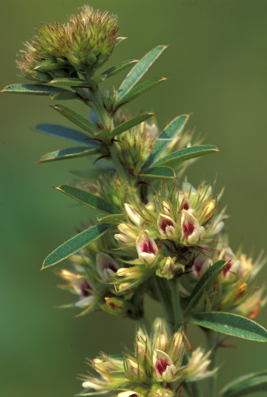 Kentucky Native Plant and Wildlife: Plant of the Week: Round-headed ...
