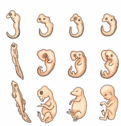 Crónicas desenfocadas: La ontogenia recapitula la filogenia