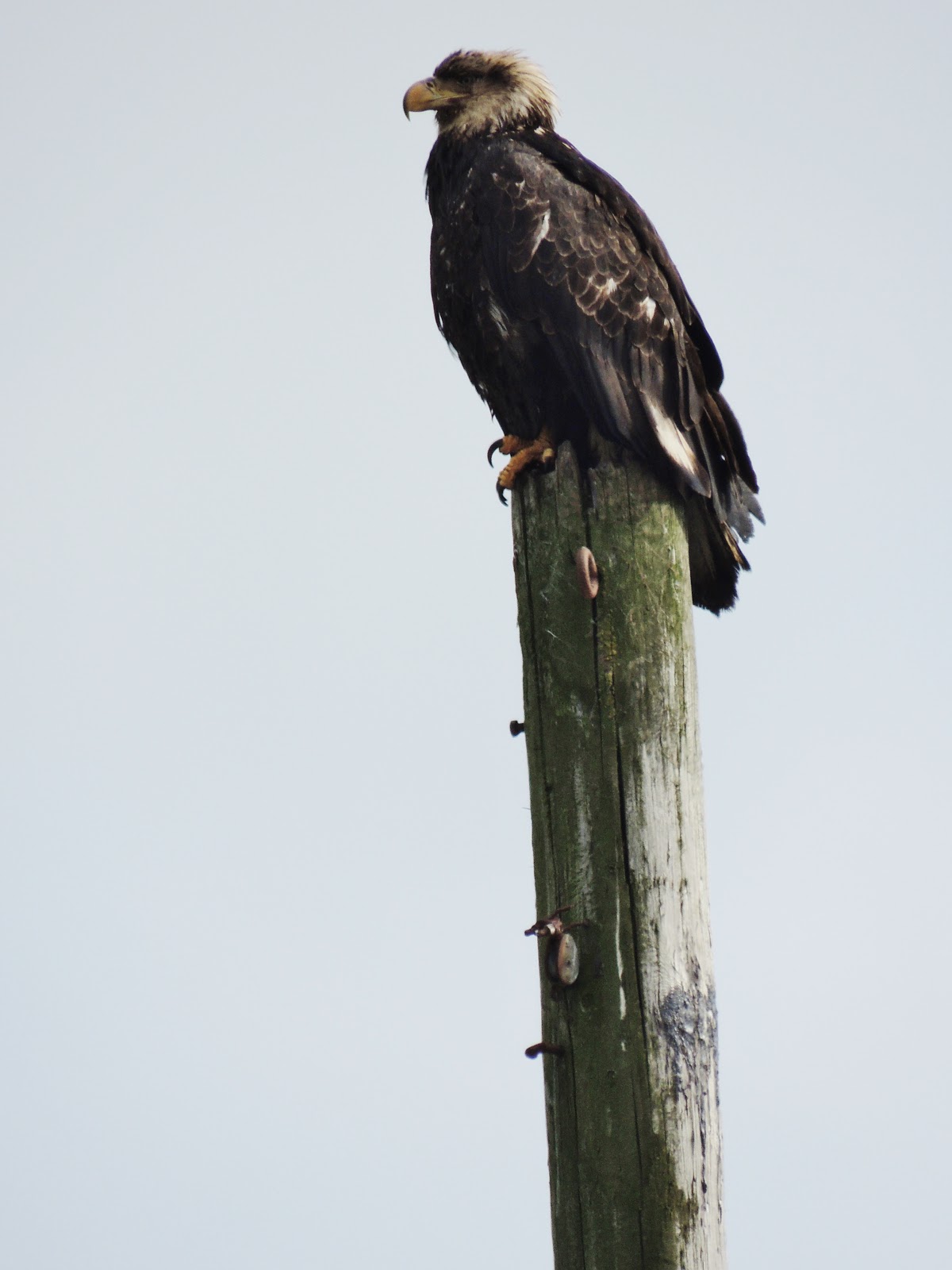 Kari's-Yak About Kodiak