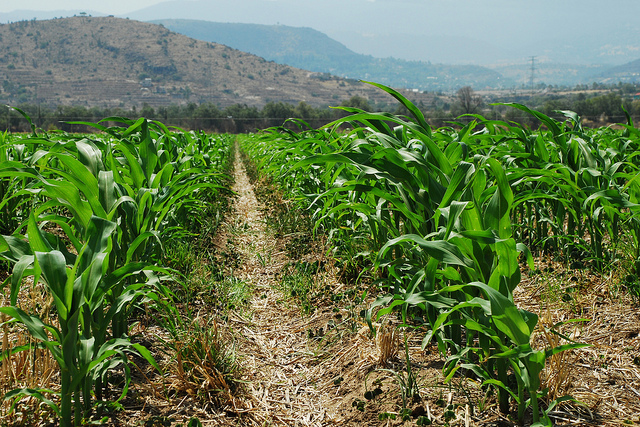 Mexico Sees 16% Rise in Insured Crop Land