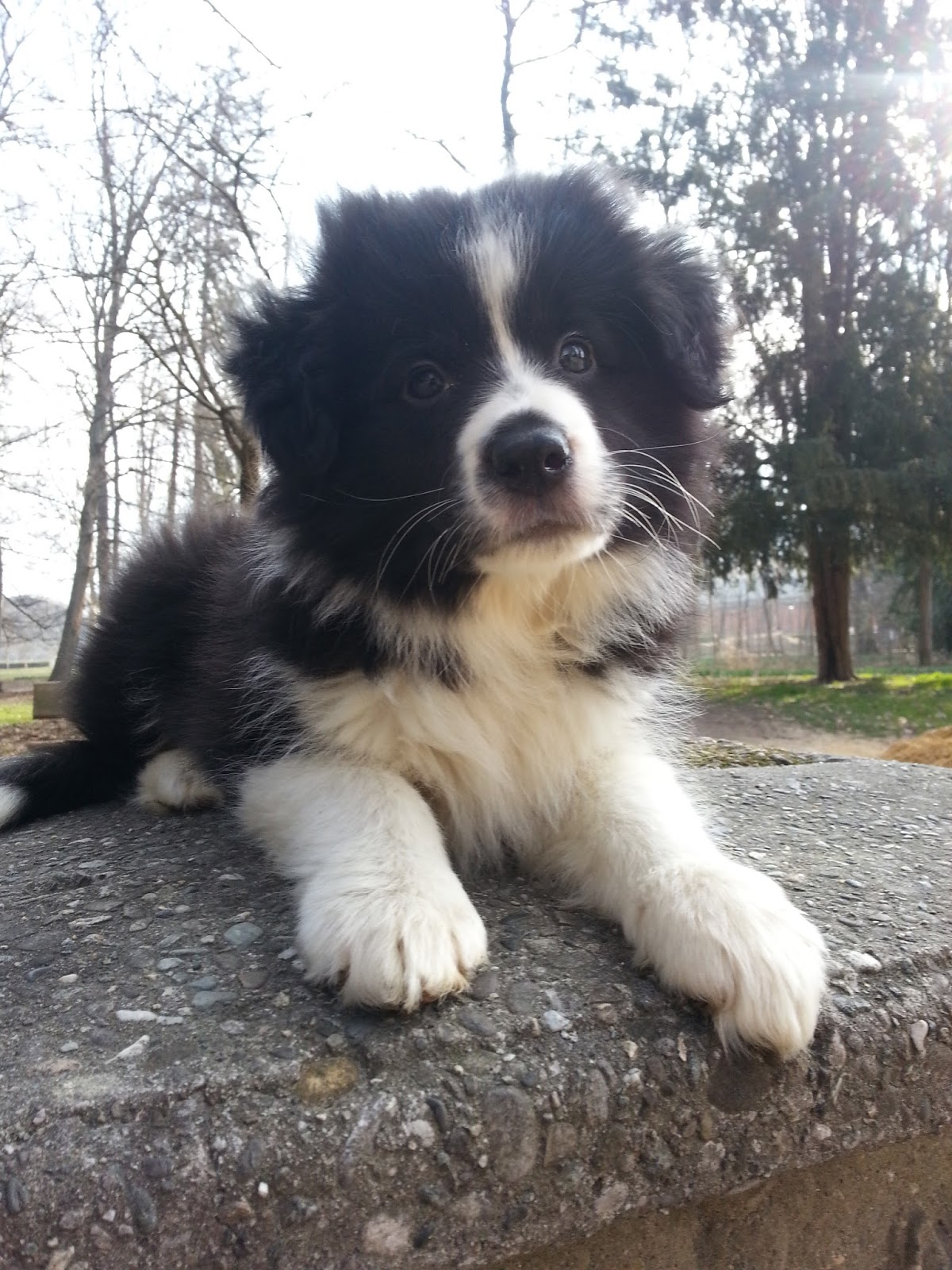 Border collie, noir et blanc, Dayack, © Copyright 2013-2030 Tous droits ...