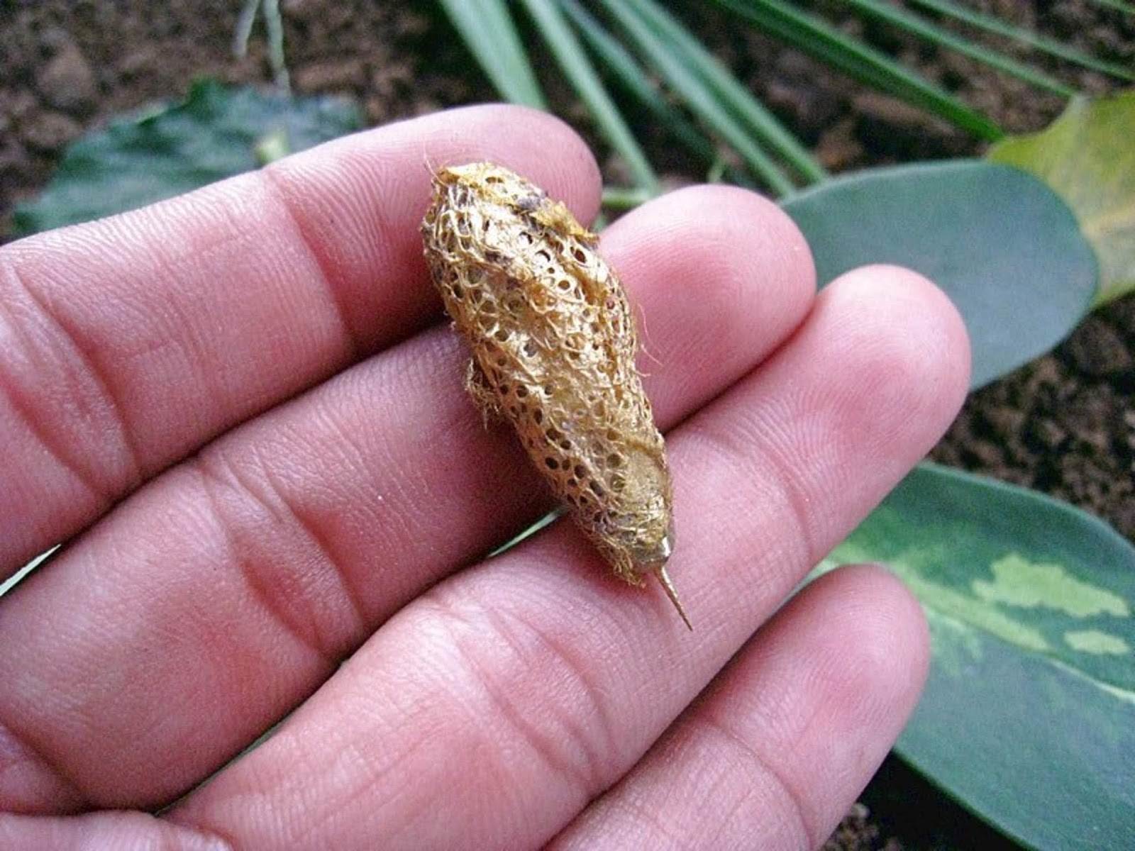 Majlis Al-hikmah Sukabumi : Jual Azimat Wesi Kuning Kepompong