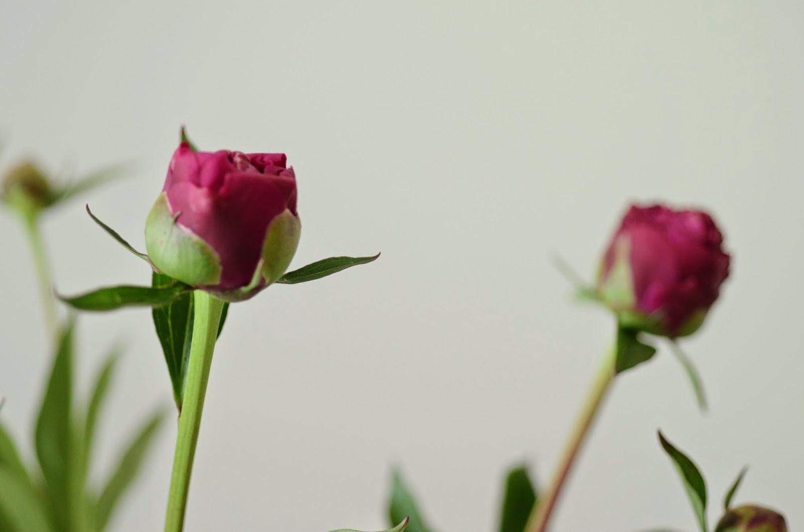 kavica z mano: potonike