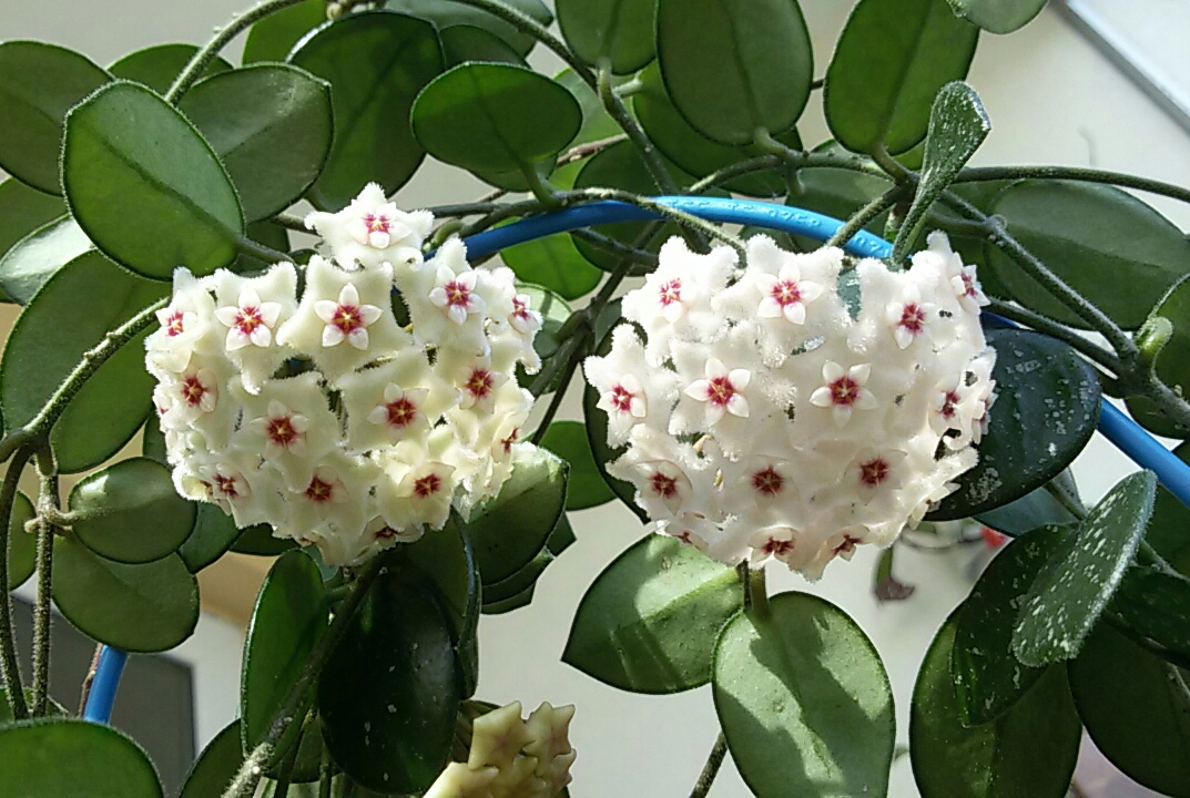 Hoya plants (mum çiçeği)