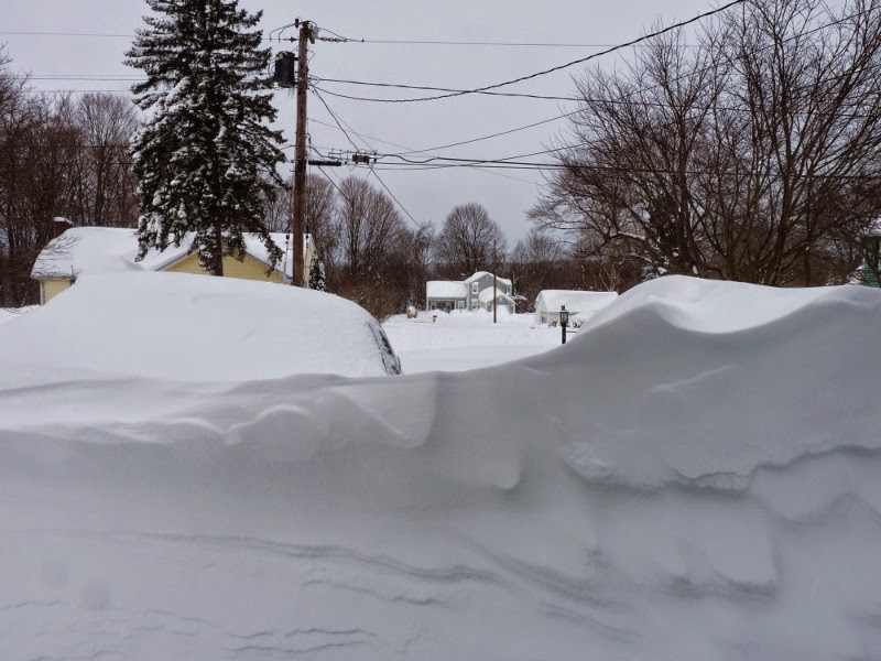 The Brownstone Birding Blog: 5 Reasons I appreciate Cold, Miserable Winters