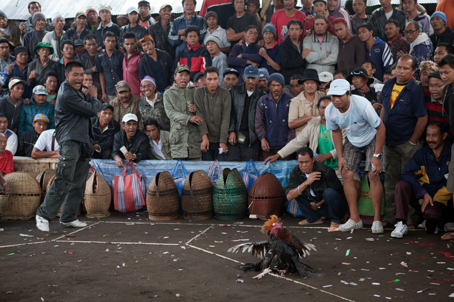 Pix Grove: Balinese Rooster Fight