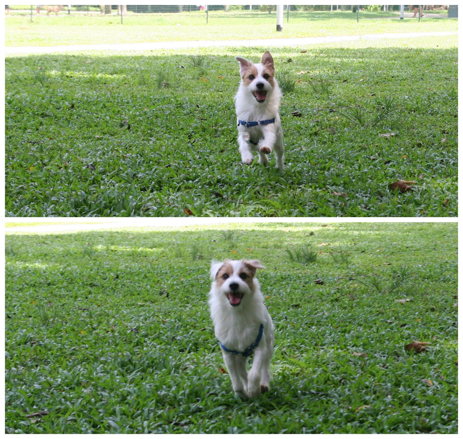 Bishan Dog Park - Sam, Pecan, Pippin, Shelly and Sherman - Dog blog ...