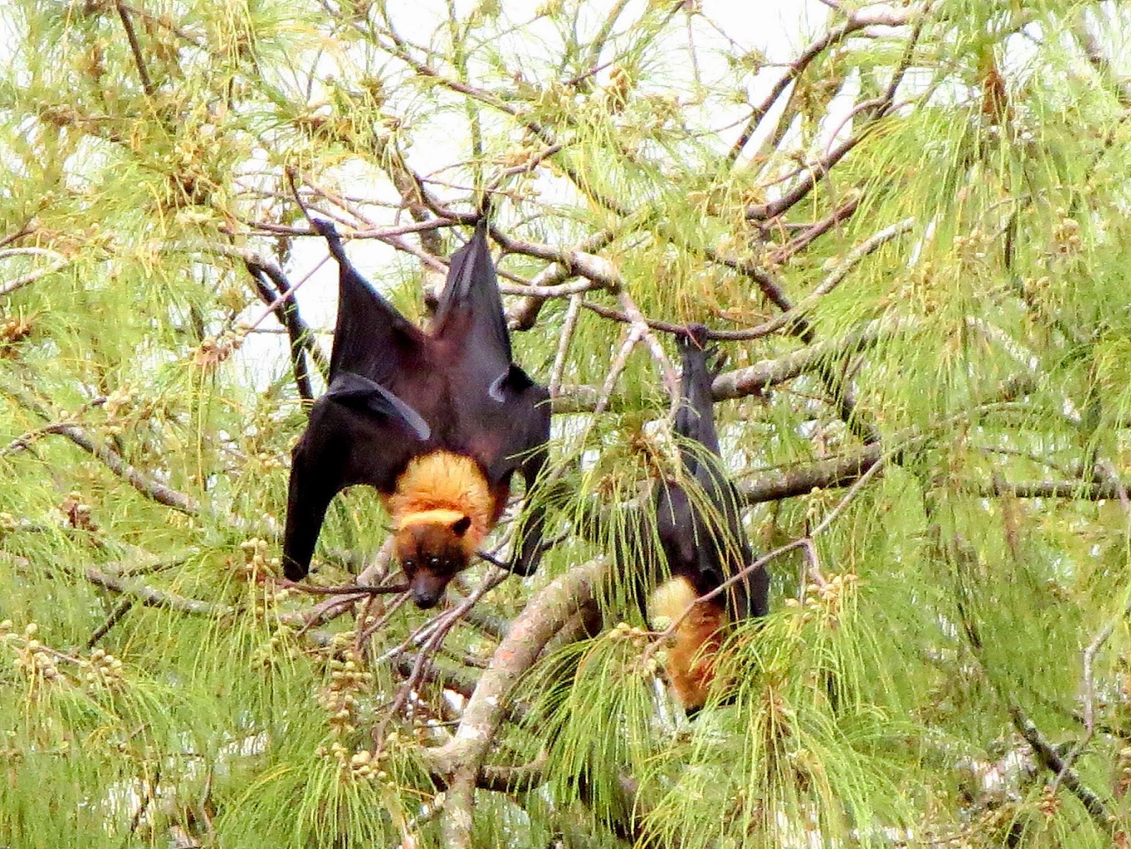 Tonga!: OK, these little guys are creepy! They are bats that are called ...