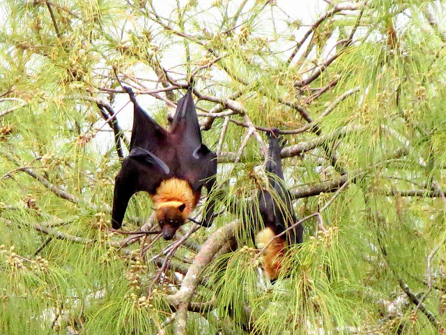 Tonga!: OK, these little guys are creepy! They are bats that are called ...