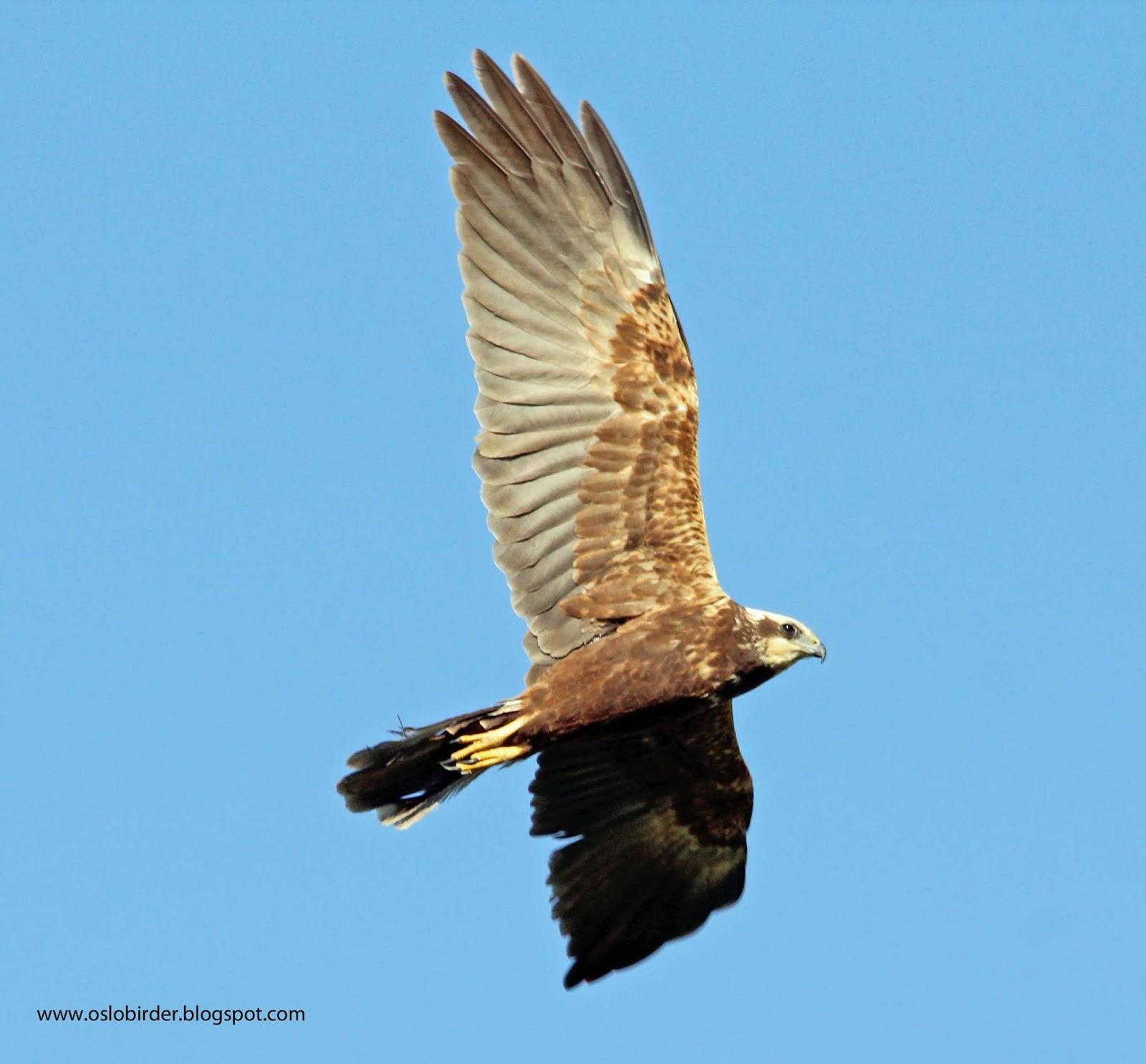 OSLO BIRDER: Marsh Harriers