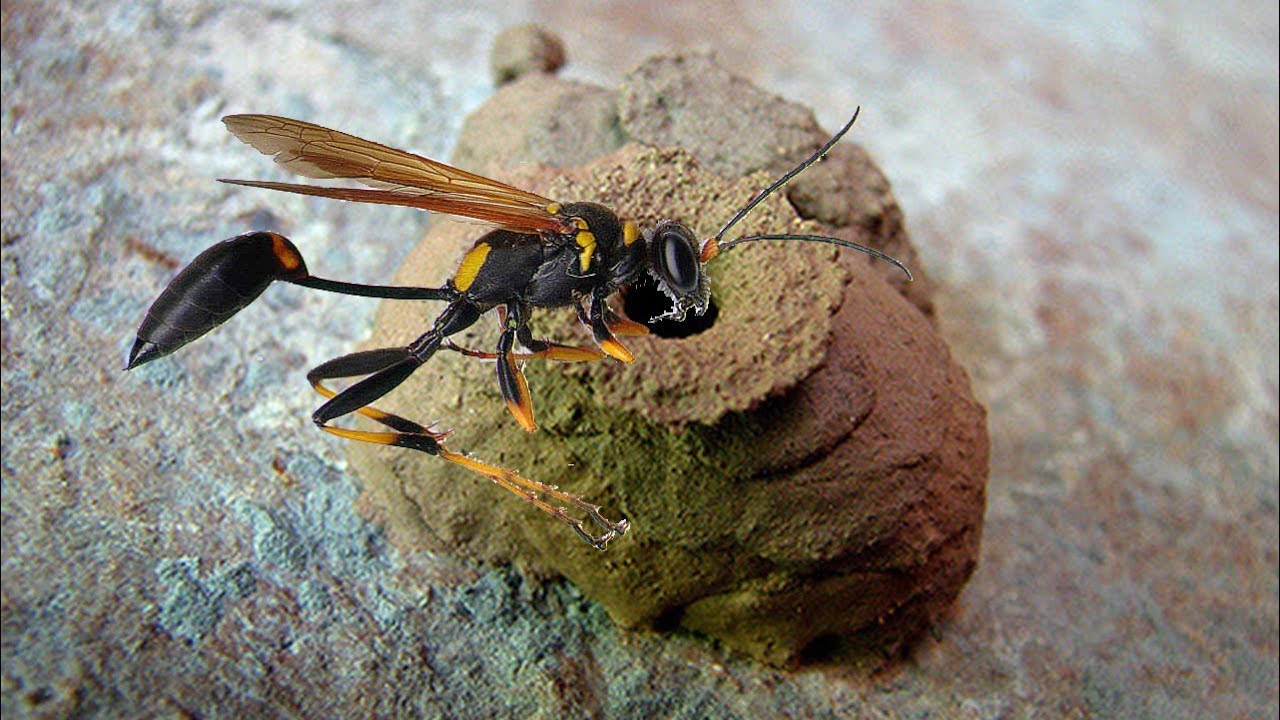 Jacksonville Bee Rescue: Bee I.D.