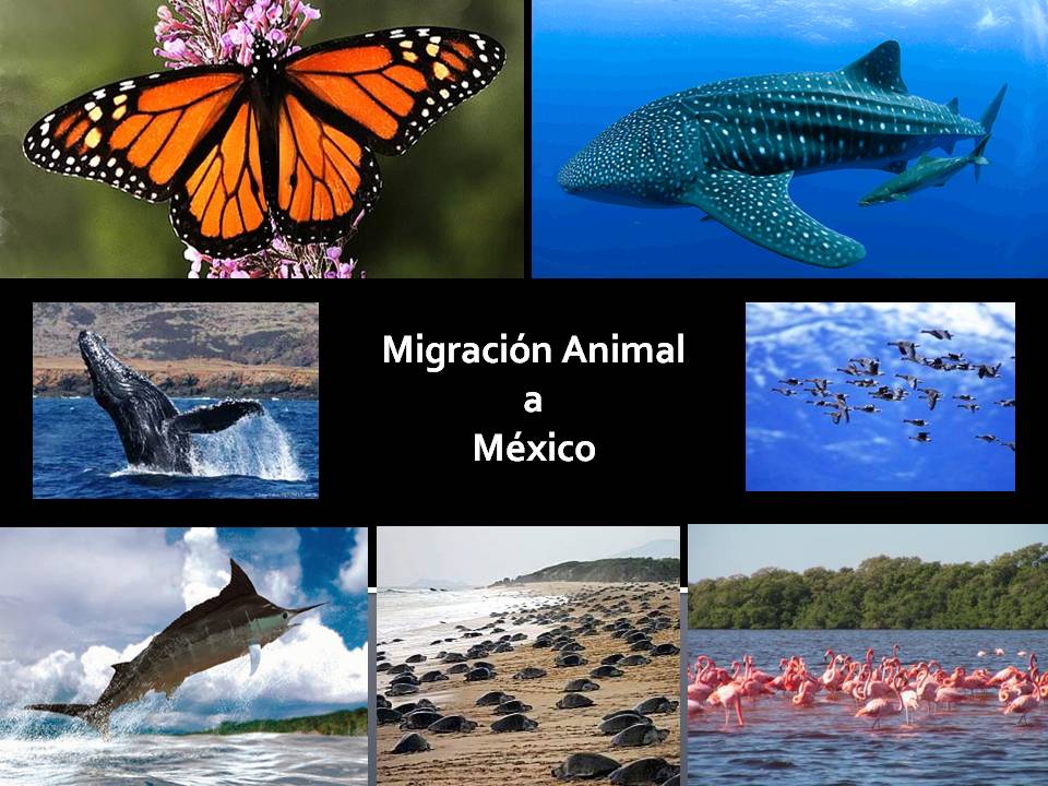 México a través de la mirada de una cubana: Migración Animal en México