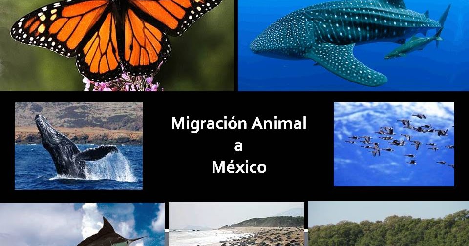 México a través de la mirada de una cubana: Migración Animal en México