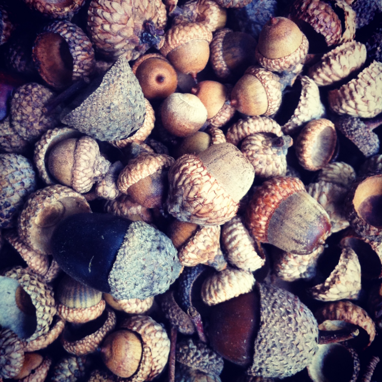Pretty Little Nest: Acorns everywhere!
