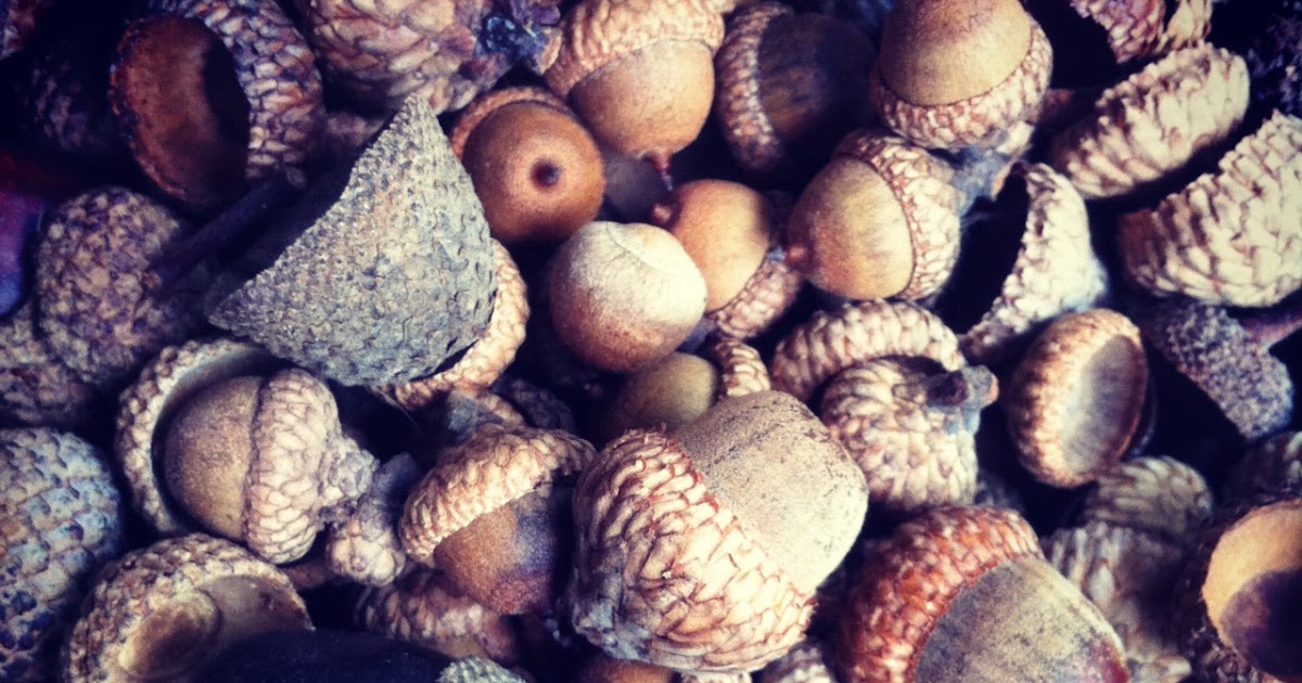 Pretty Little Nest: Acorns everywhere!