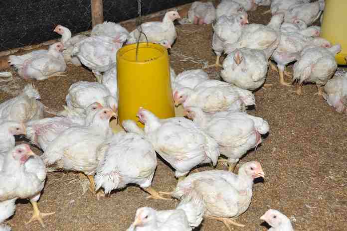 Bagaimana Memulai Peternakan Ayam Broiler ~ Agrobisnis