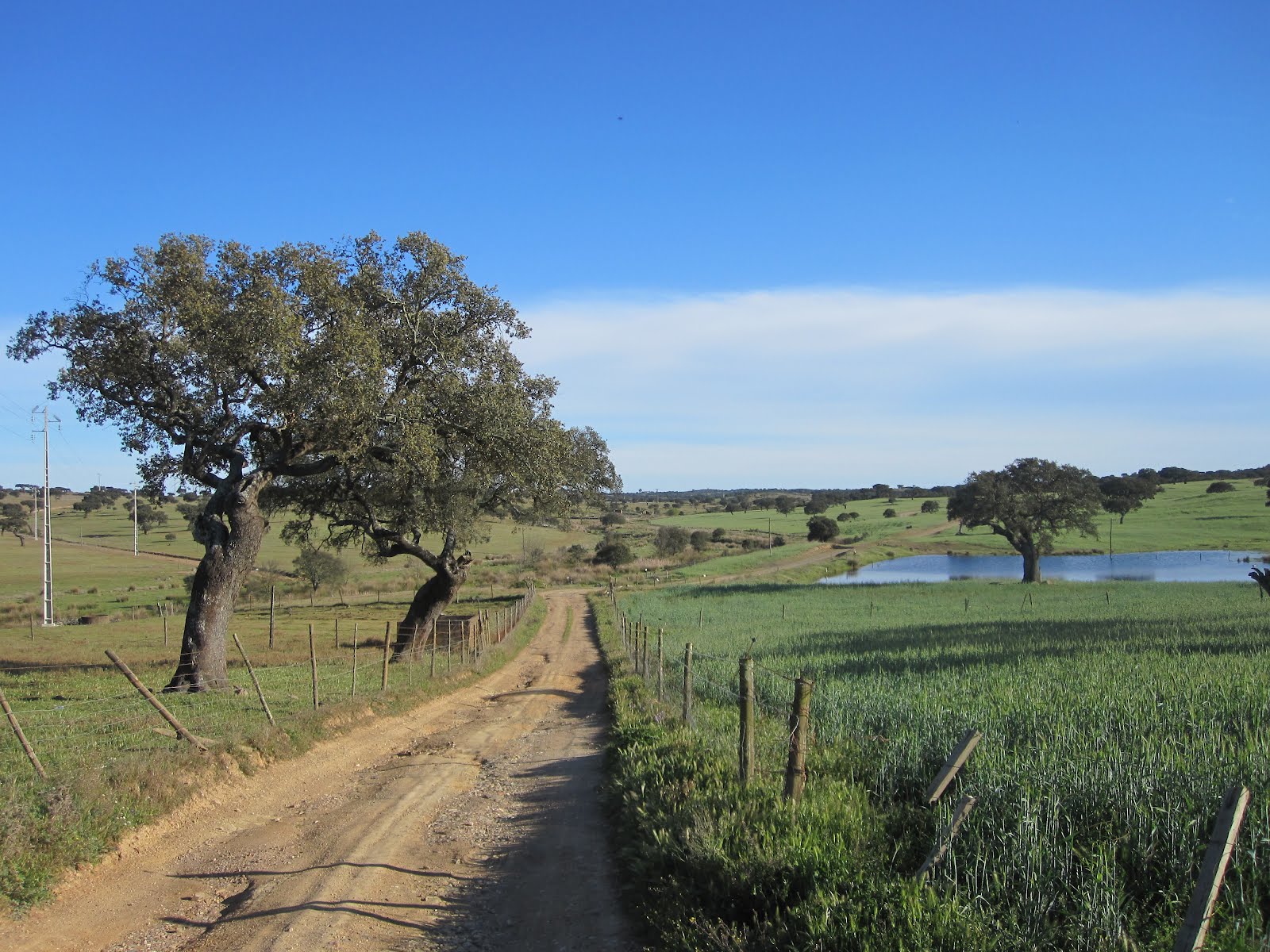 Casa das primas, Blogue do Alentejo: A PRIMAVERA E O VERDE ,CHEGAM ...