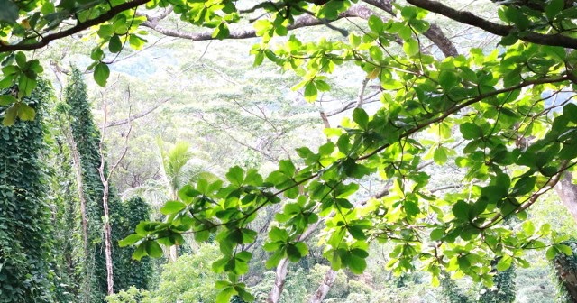 A Changing Landscape: Native vs invasive