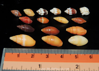 ShellsHawaii ...by Janjira: Hawaiian Seashells