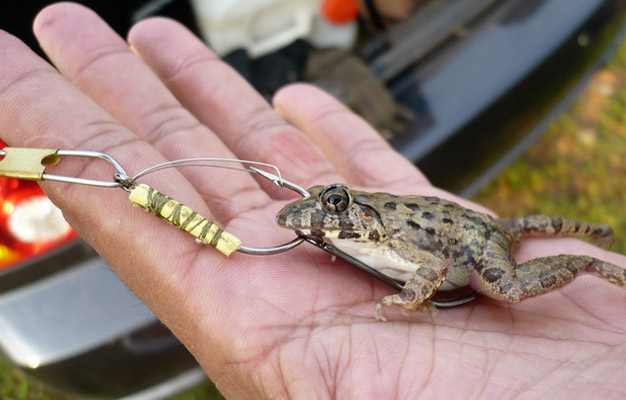 10 Umpan Paling Popular Kaki Pancing