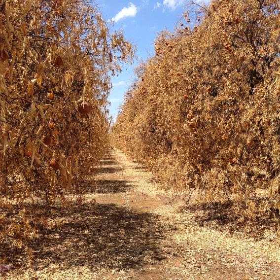 TheIdiosyncratist: Thirsty California