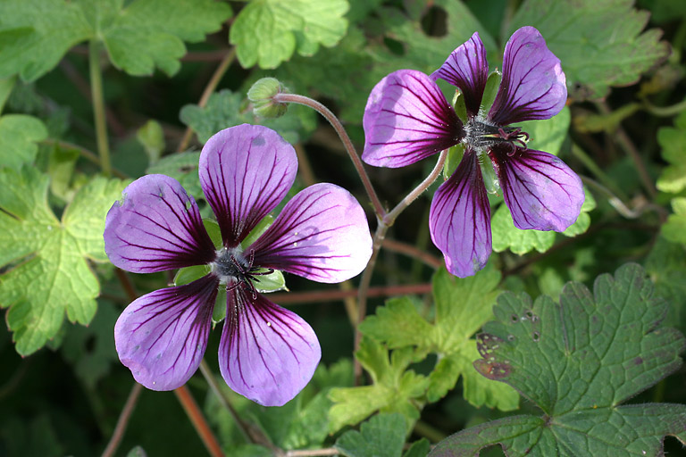 John & Maria's Garden Pages: A crawling, sprawling, sideways spreading ...