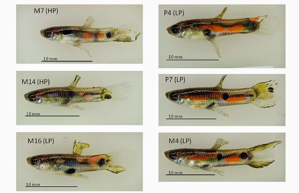 Eco-Evo Evo-Eco: Spatiotemporal variation in guppy colour