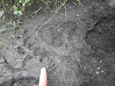 Southwest Virginia Cryptids