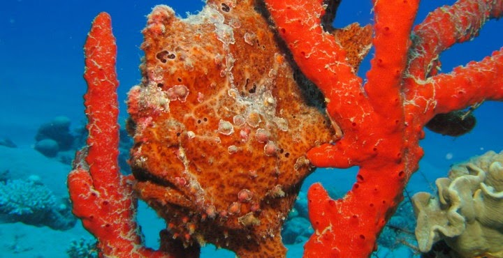 El pez sapo peludo - Ecomundo