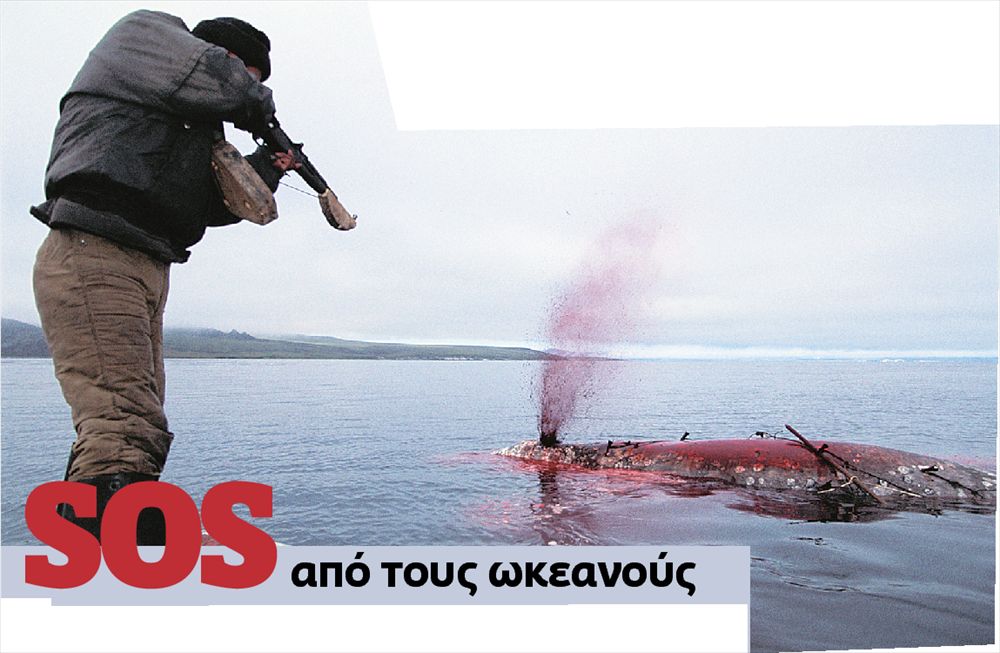 ΜΗΝ ΓΥΡΝΑΣ ΤΟ ΒΛΕΜΜΑ: ΠΑΓΚΟΣΜΙΑ ΗΜΕΡΑ ΤΩΝ ΖΩΩΝ ΓΙΟΡΤΗ Η ΠΕΝΘΟΣ?