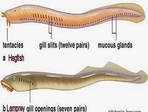 Ciencias de Joseleg: El cráneo de los peces sin mandíbula