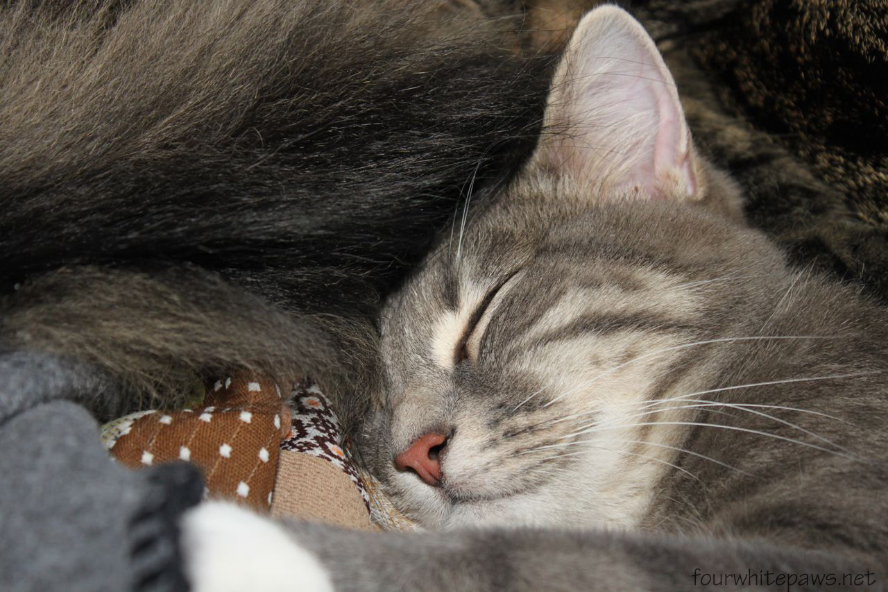 fourwhitepaws: anatomy of a prize winning snuggle