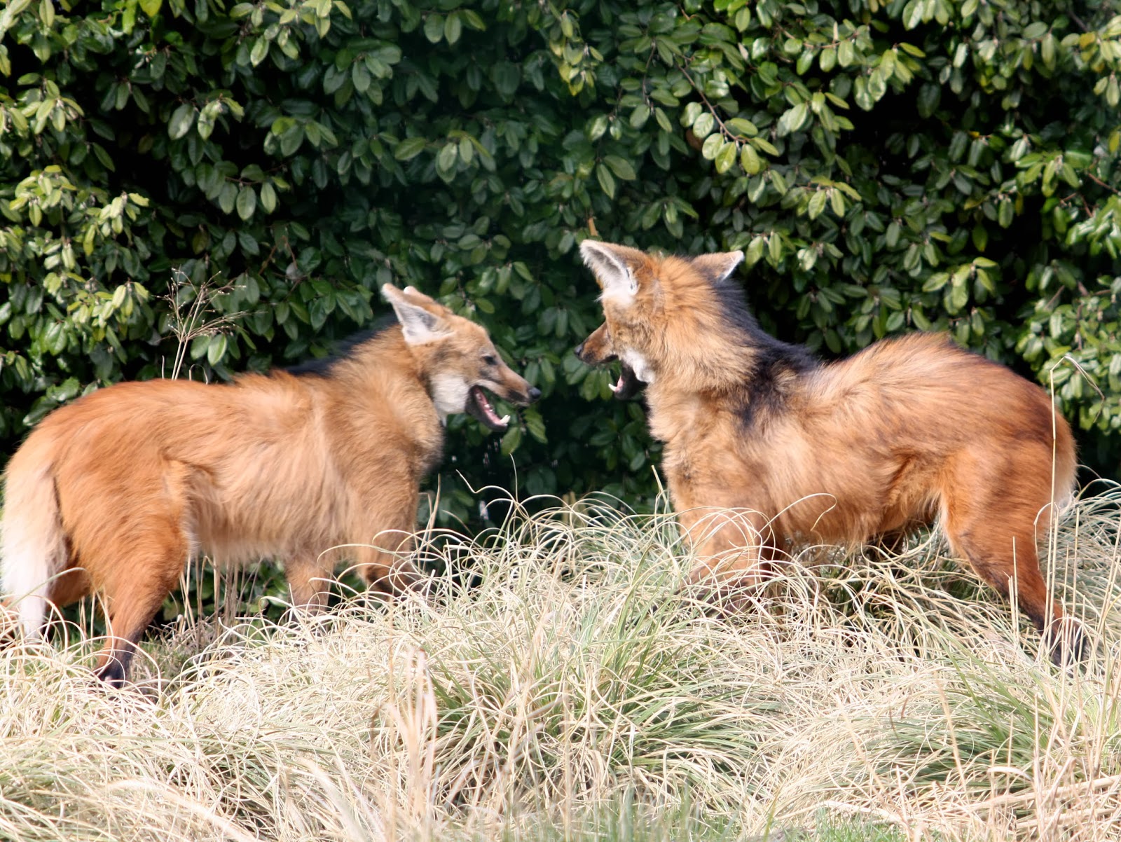 Maned wolf, Distributed maned wolf, and food maned wolf part 1 ...