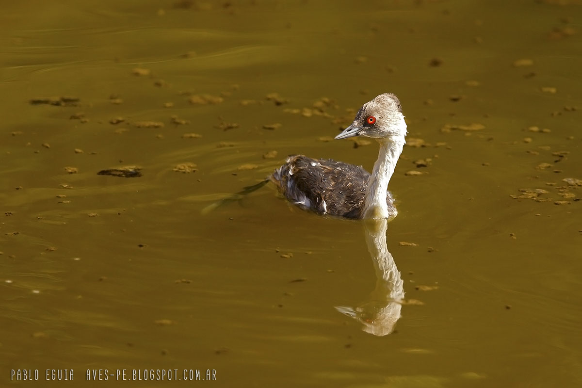 mis fotos de aves: Podiceps occipitalis Macá Plateado Southern Silvery ...