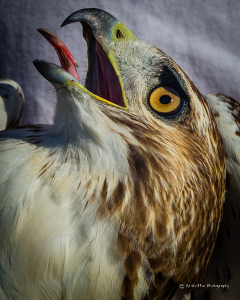 Our Eyes Upon Missouri: Hunting the Red-Tailed Hawk