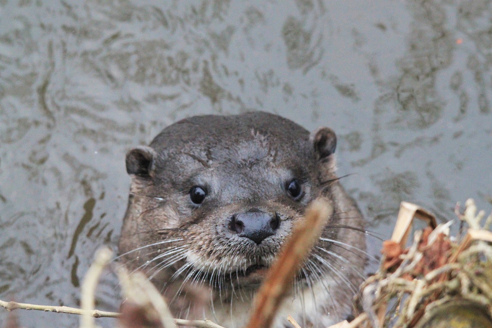 The Ginger Naturalist : February 2013