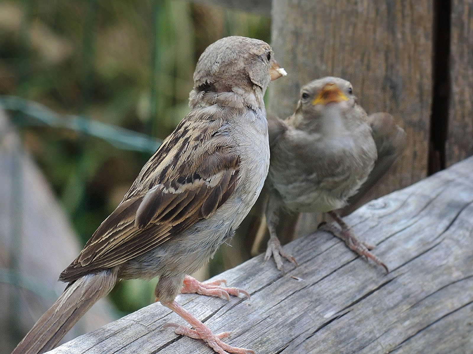 Moois van ' M(i)e': Parijs: de mussen van square d'Anvers