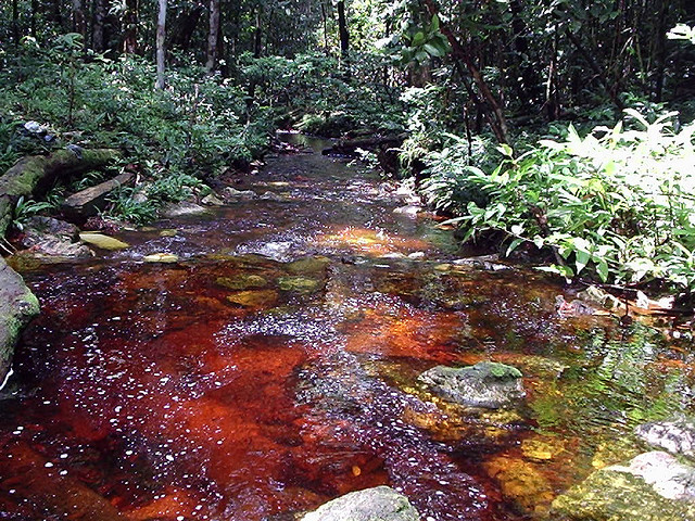 O El Dorado é aqui: Tunuí, São Gabriel da Cachoeira