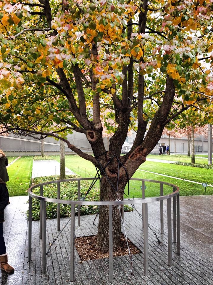 Carrying Your Love With Me: The Survivor Tree