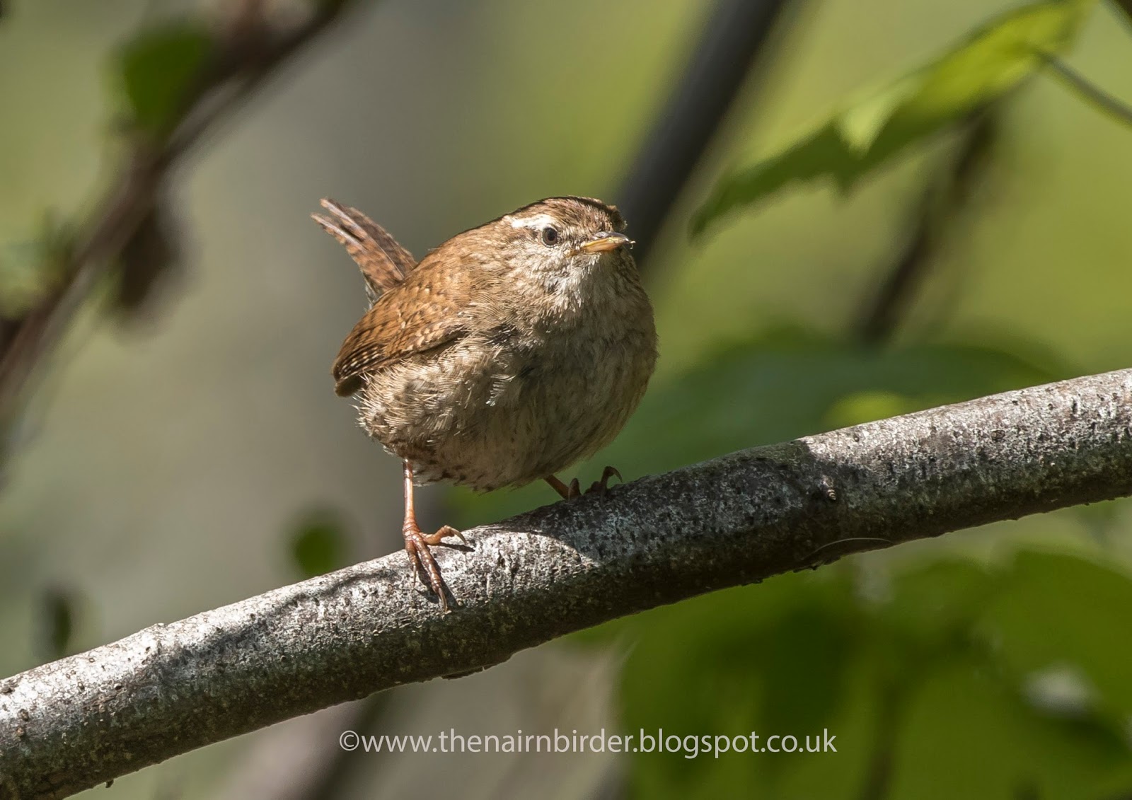 The Nairn Birder: Wrens along the river
