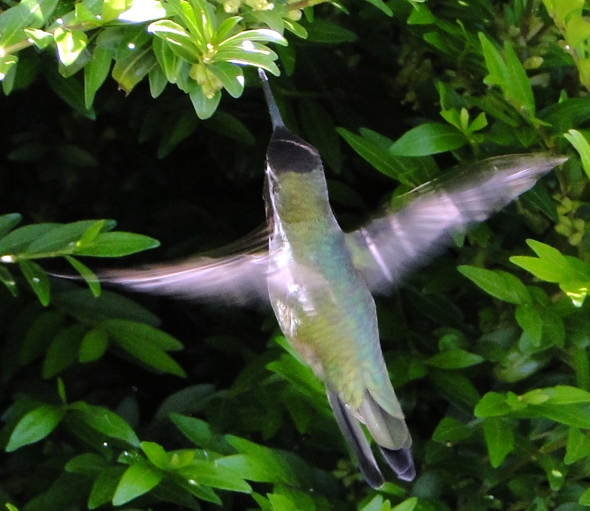 Of Paramount Importance: Hummingbird at Kubota Gardens