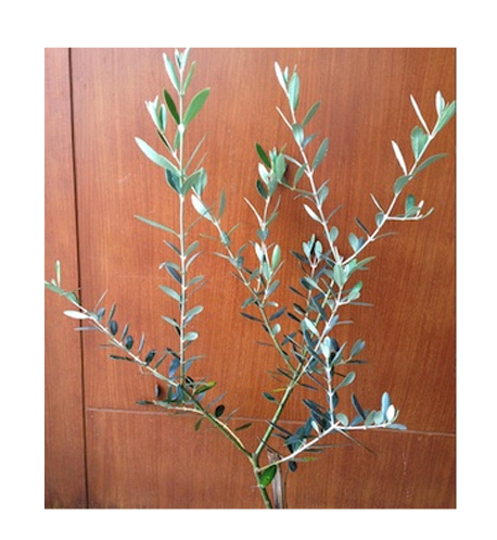 Budidaya Tanaman Zaitun by Agribisnis Indonesia