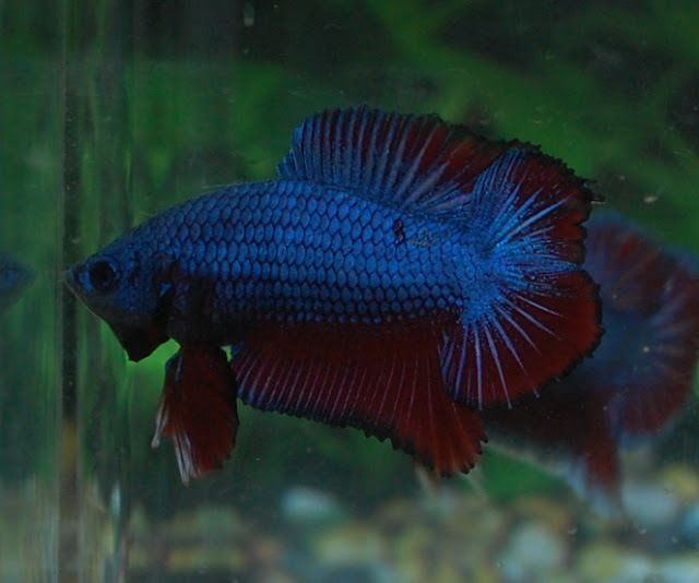 Betta Fish Afira: Betta HMPK 16 JUN 2012