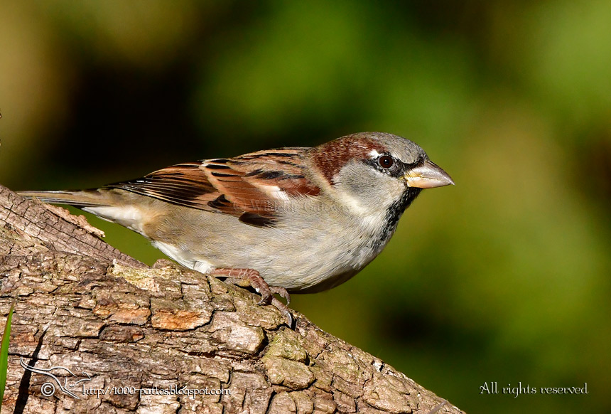 WILDLIFE GATEWAY: Petit tour chez les Moineaux domestiques