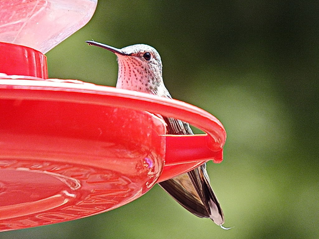 Scott Miller's Photography Blog: Colorado Hummingbirds