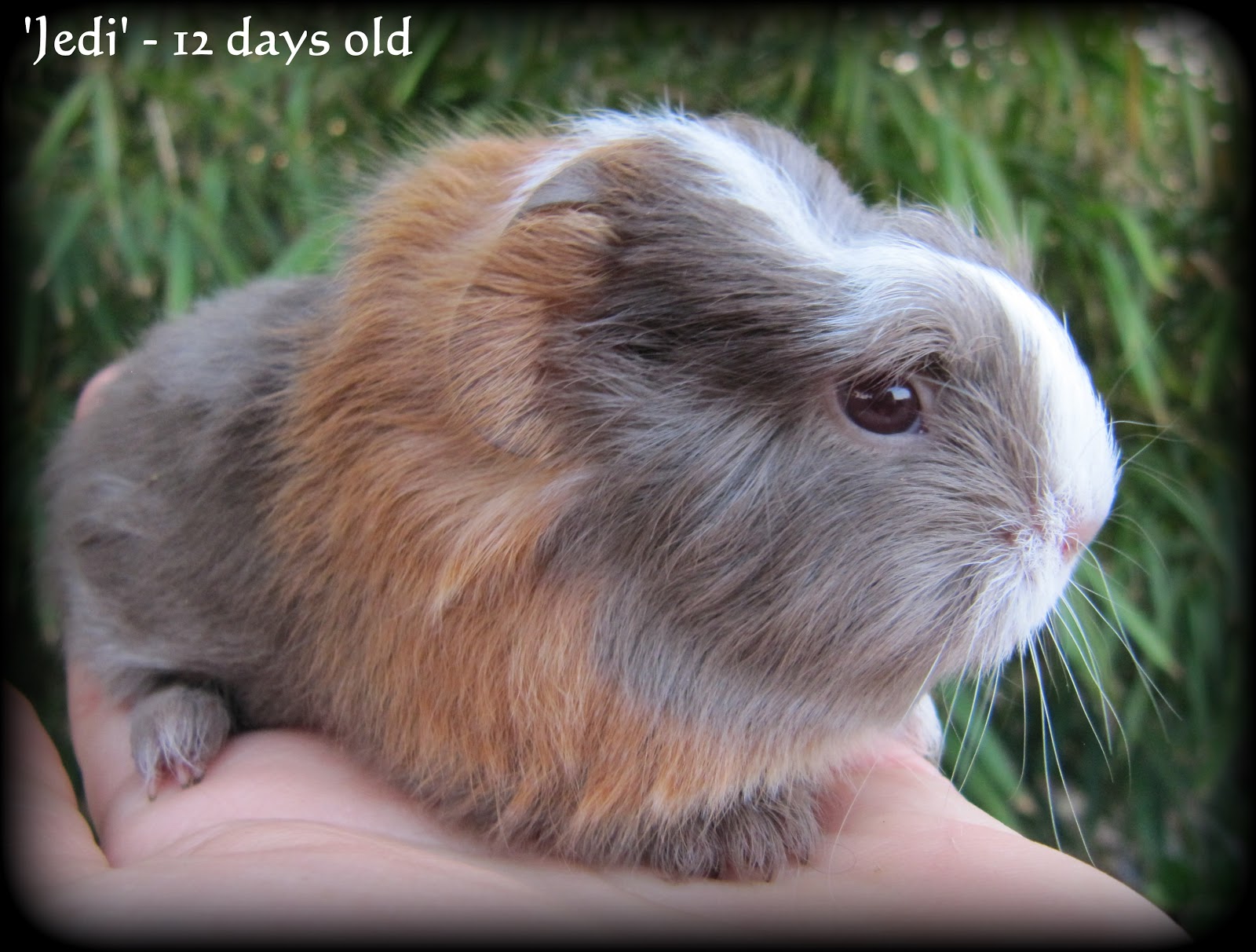 All Things Guinea Pig: Bubba updates - Molly and Fleur's litters