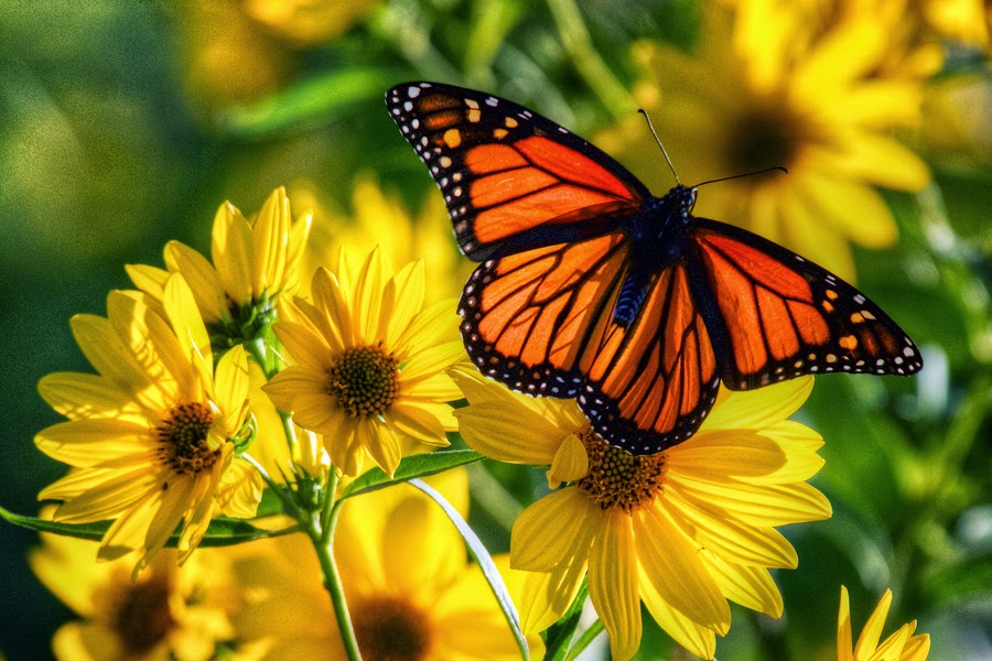 Christian Begeman: Best of September 2014