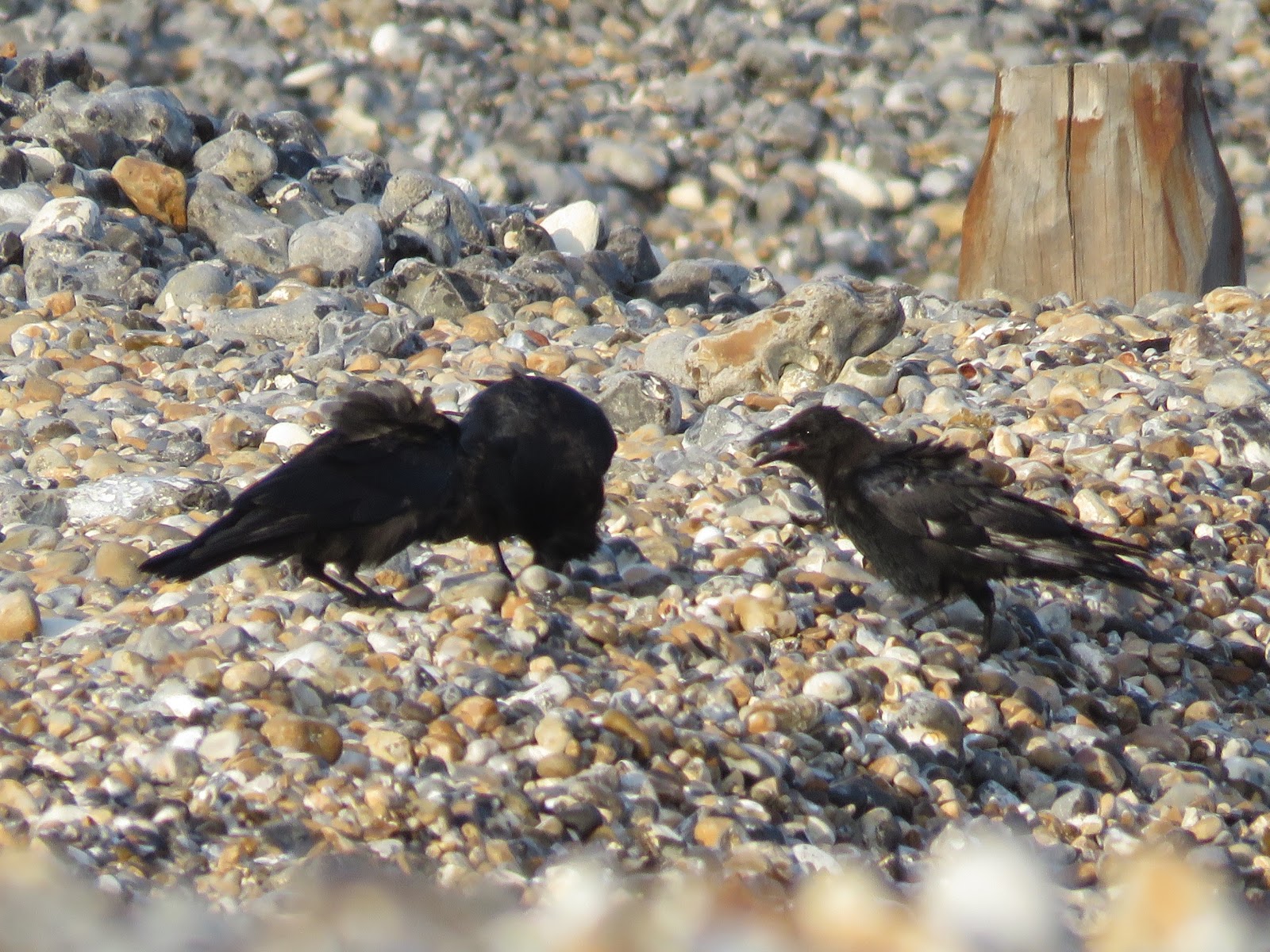 The Rattling Crow: 2016