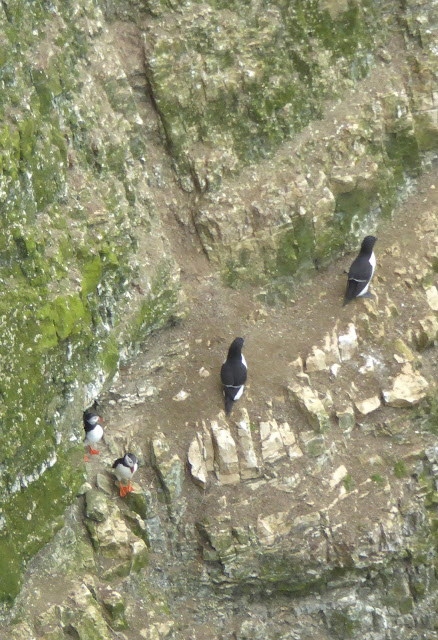 Wild and Wonderful: Puffins from RSPB Bempton Cliffs, Yorkshire