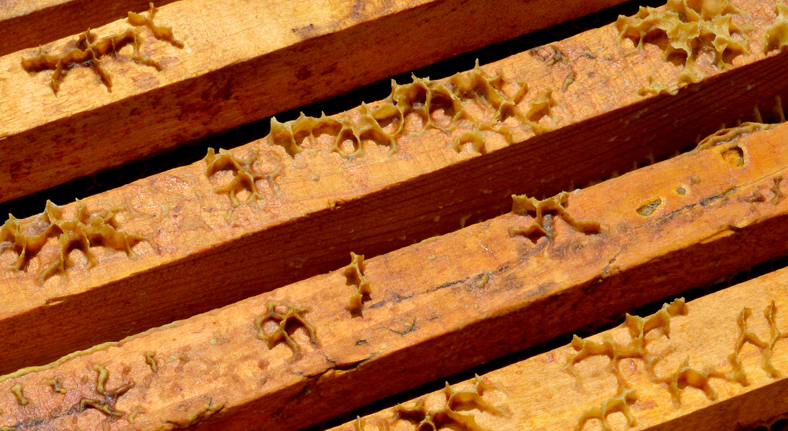 Propolis: What is Propolis and How to Prepare Propolis Tincture ...